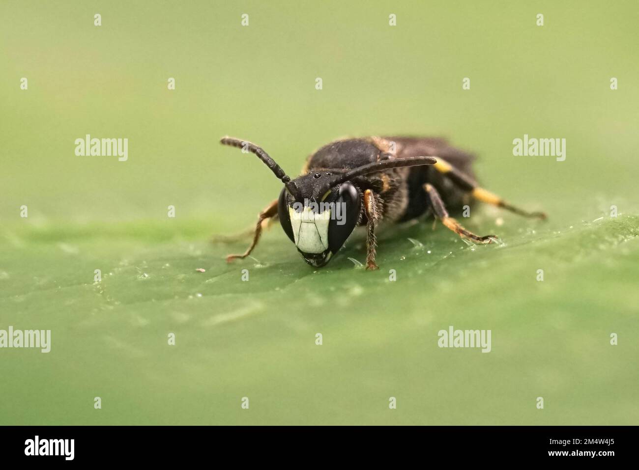 Natural closeup on a small White-jawed Yellow-face Bee, Hylaeus ...