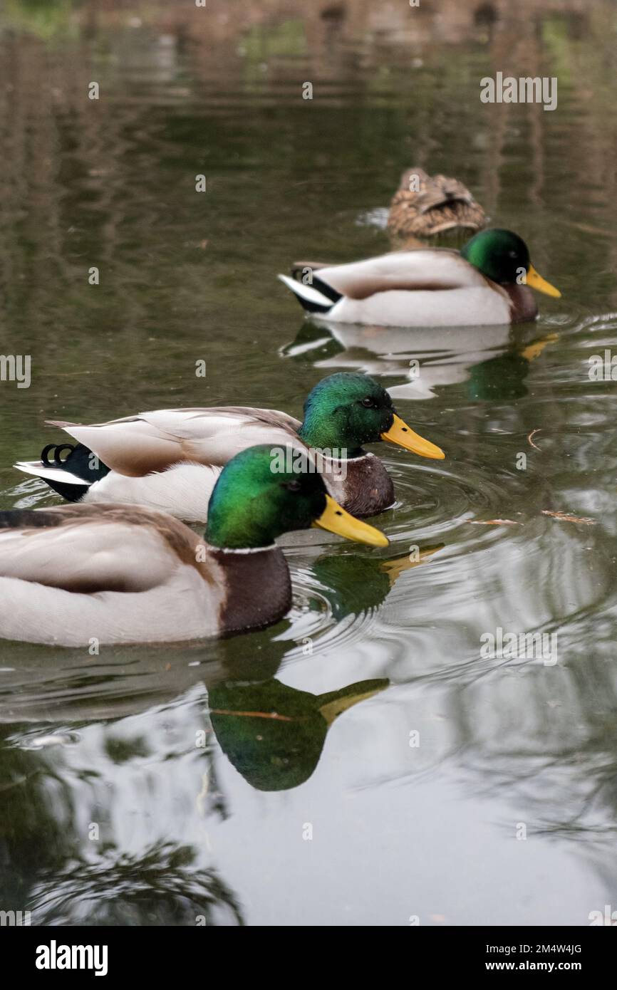 A vertical closeup of beautiful young mallard ducks with green heads ...