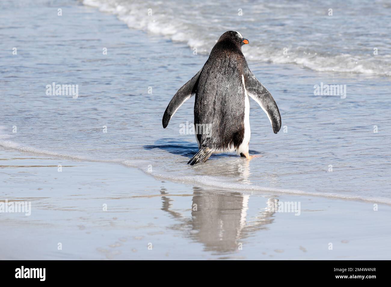 Gentoo penguin turned his back and is walking away towards the sea ...
