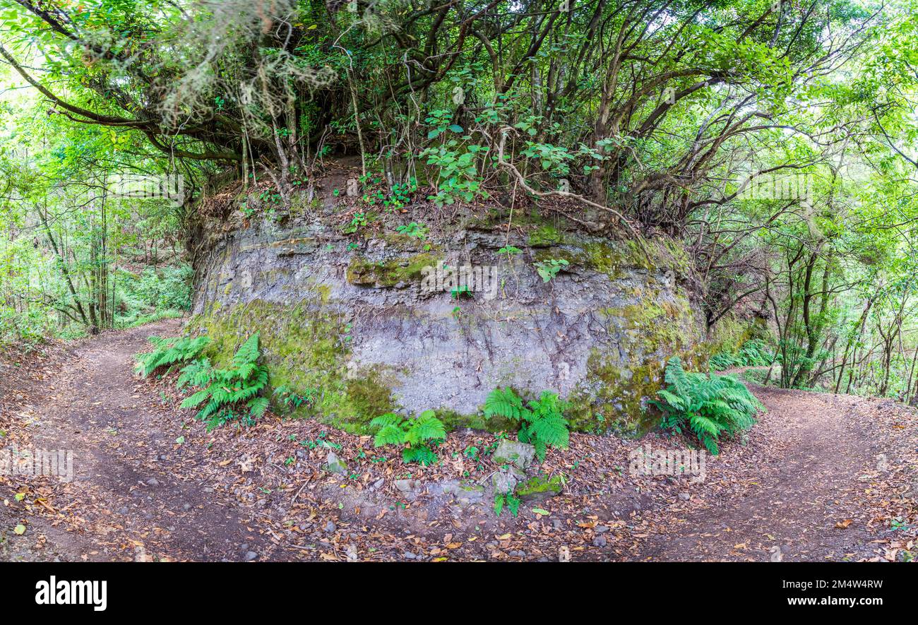 Panoramic view of u-shape curve in the rainforest track Stock Photo - Alamy