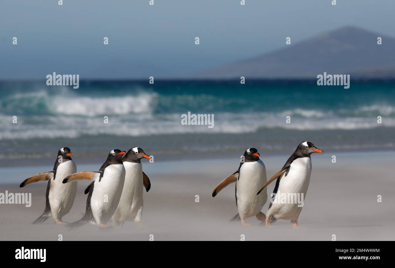 A group of five gentoo penguins walking on a sandy beach. Falkdlands ...