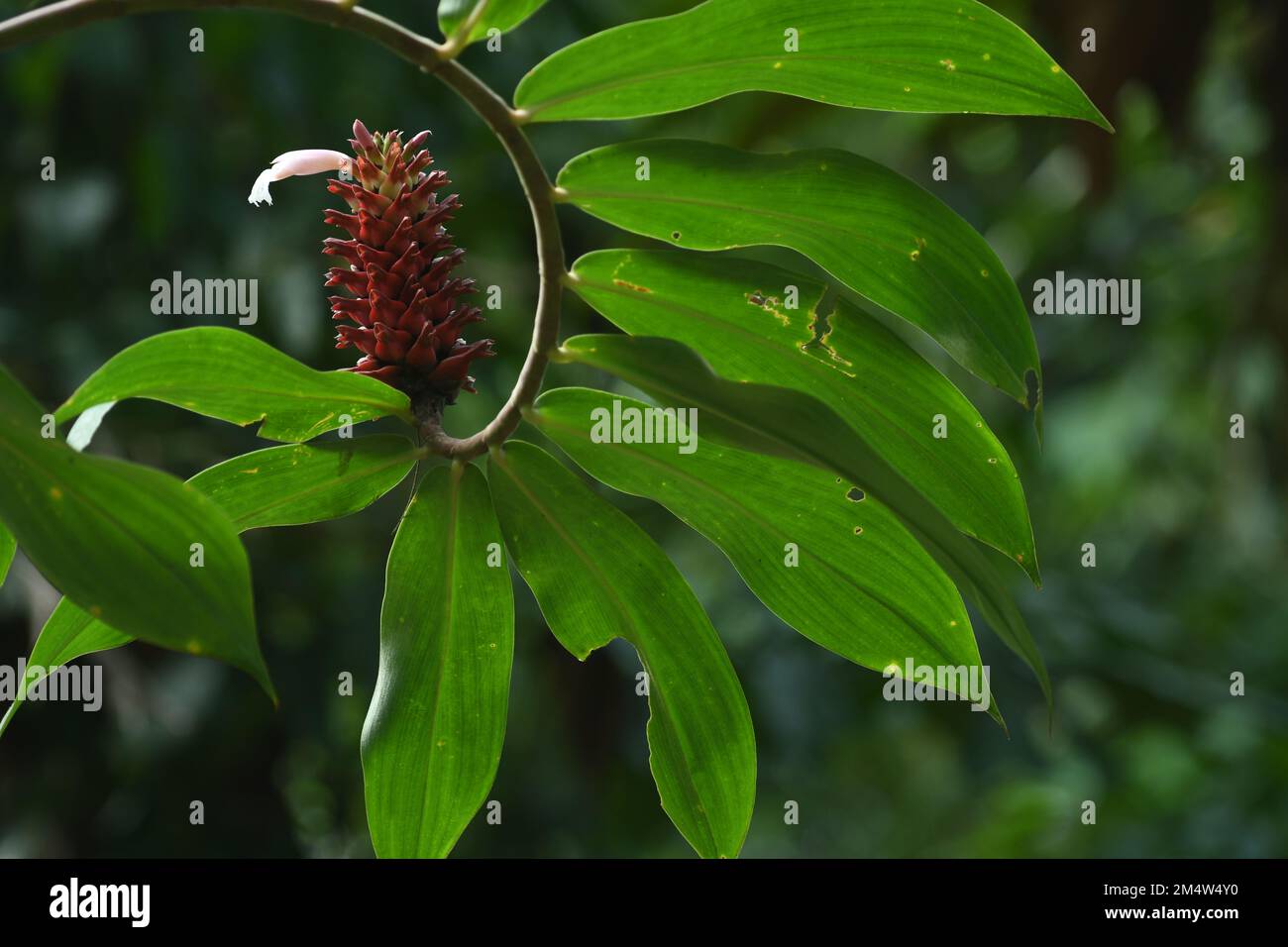 Sarawak wild flower hi-res stock photography and images - Alamy