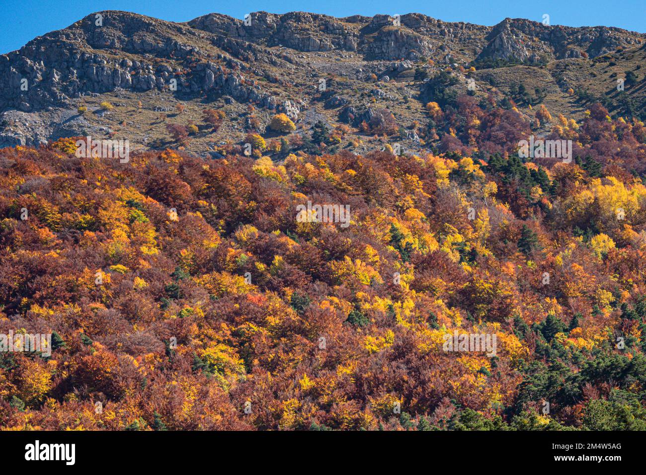 Aerial view of fall colors in the forest of the Alps Stock Photo - Alamy
