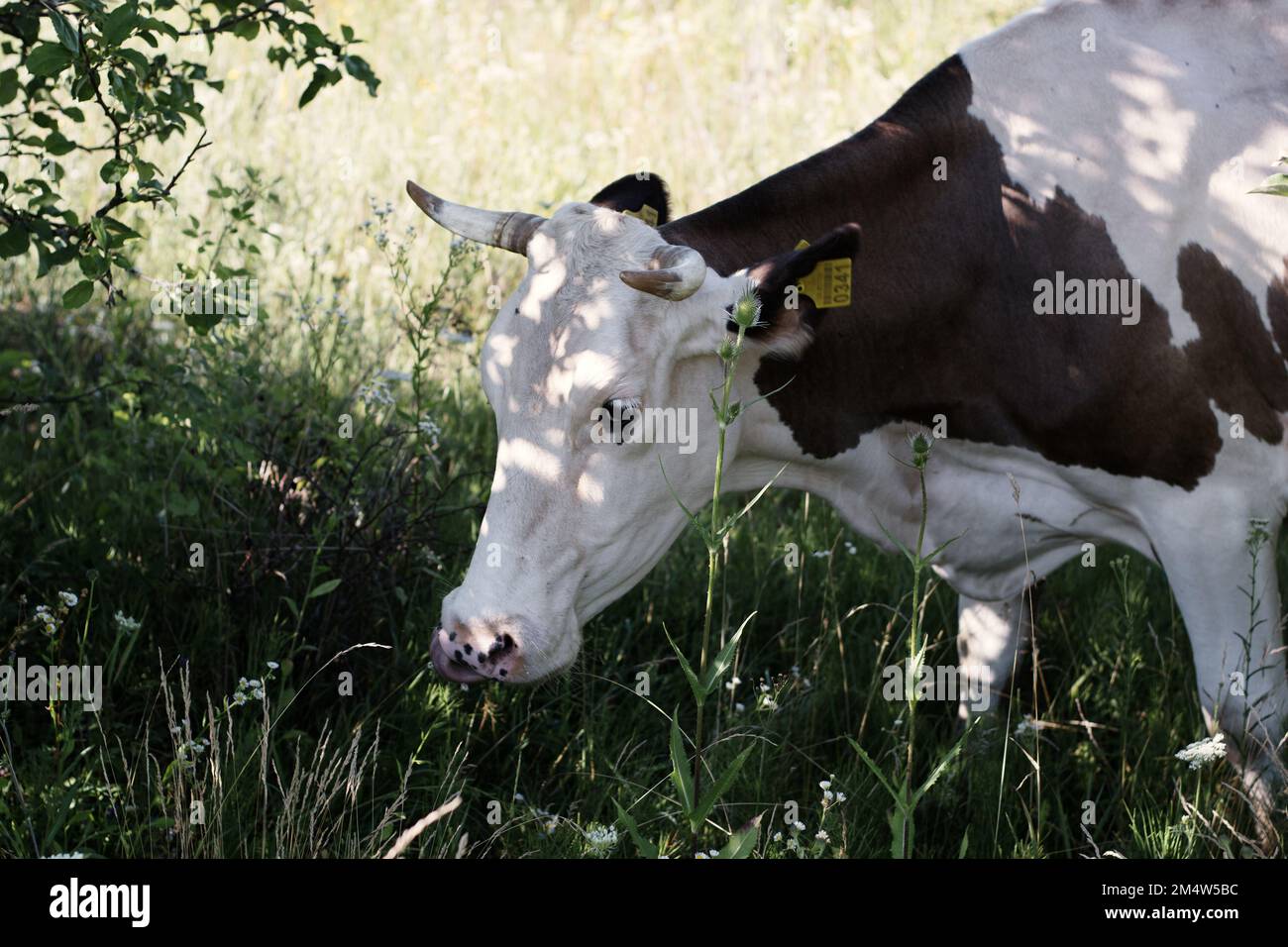 Calf sun shade hi-res stock photography and images - Alamy