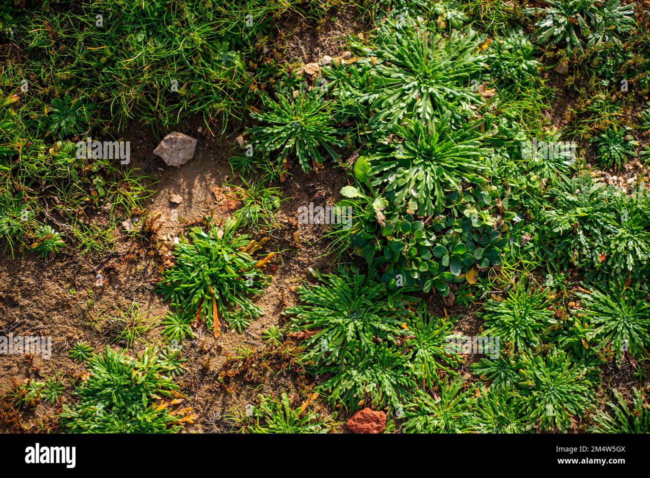 Grow scenery hi-res stock photography and images - Alamy