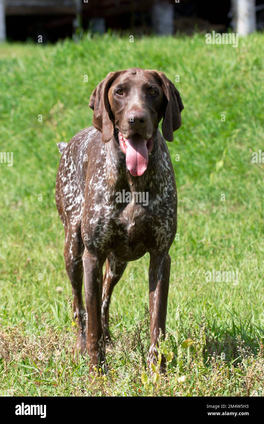 German Shorthair Pointer standing in grass, watching Stock Photo - Alamy
