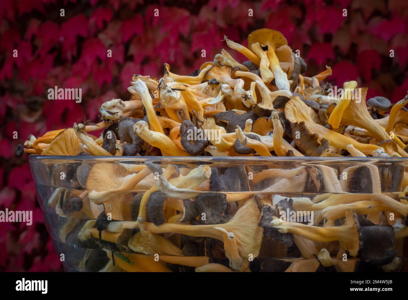 Foraging wild Chanterelles Mushrooms - Mushroom picking in the forest ...