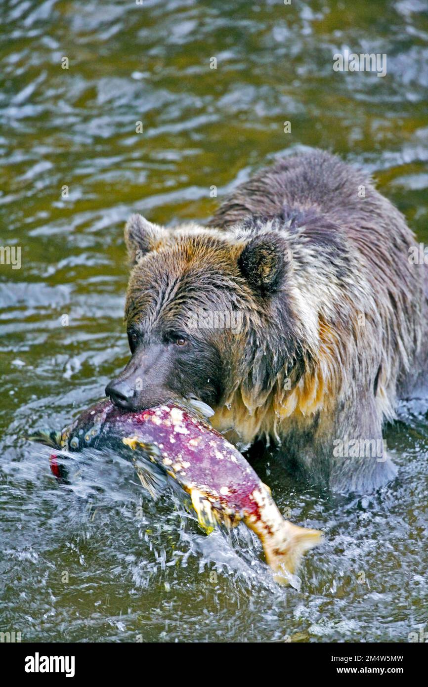 Grizzly Bear catching salmon in Babine River, British Columbia,CAN ...