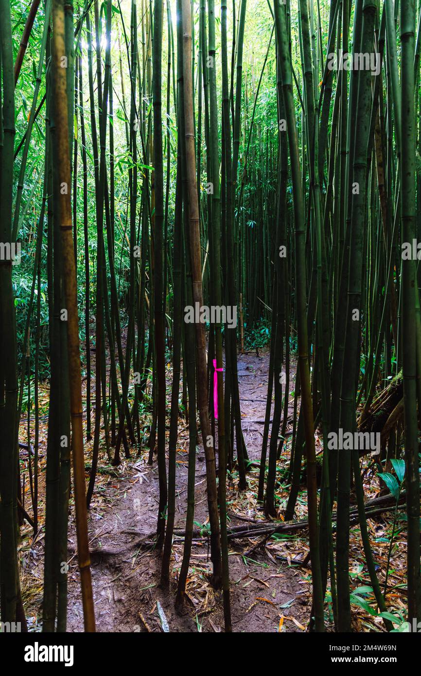 hiking tour in a rain forest forest on O'ahu Island, Hawaii Stock Photo ...