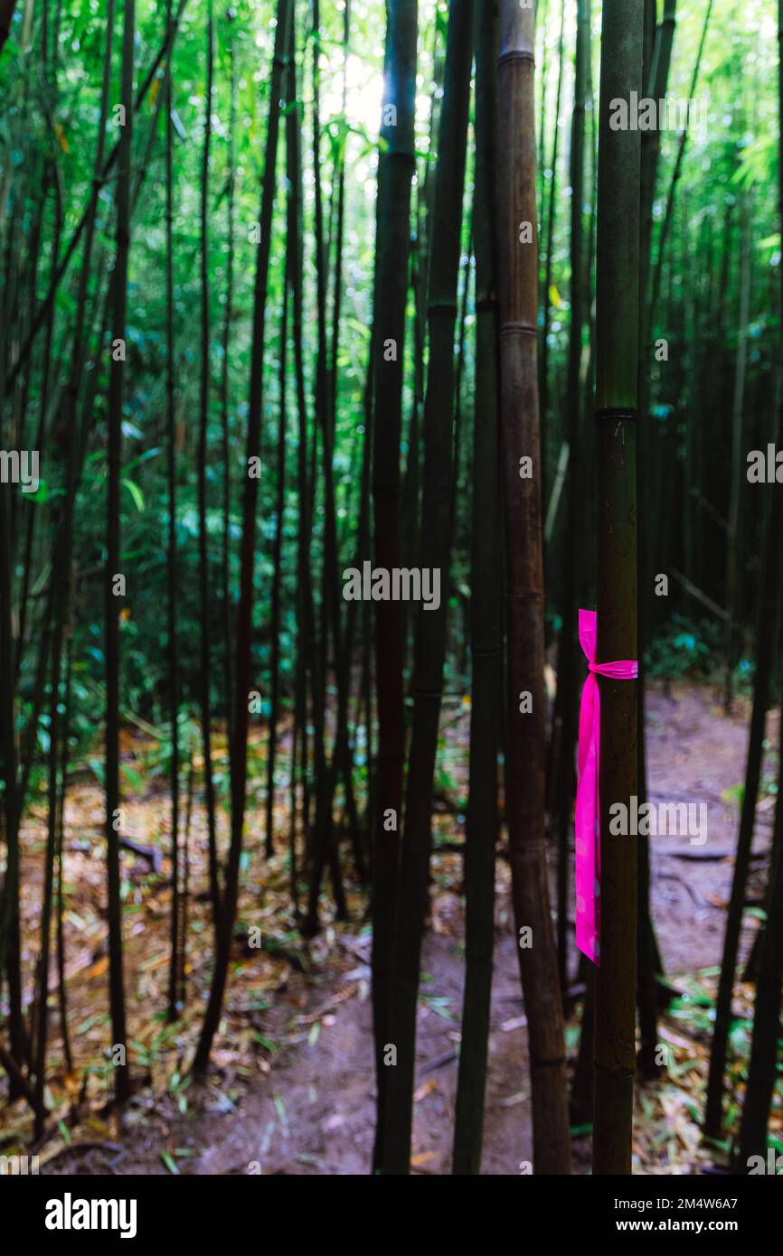 hiking tour in a rain forest forest on O'ahu Island, Hawaii Stock Photo ...