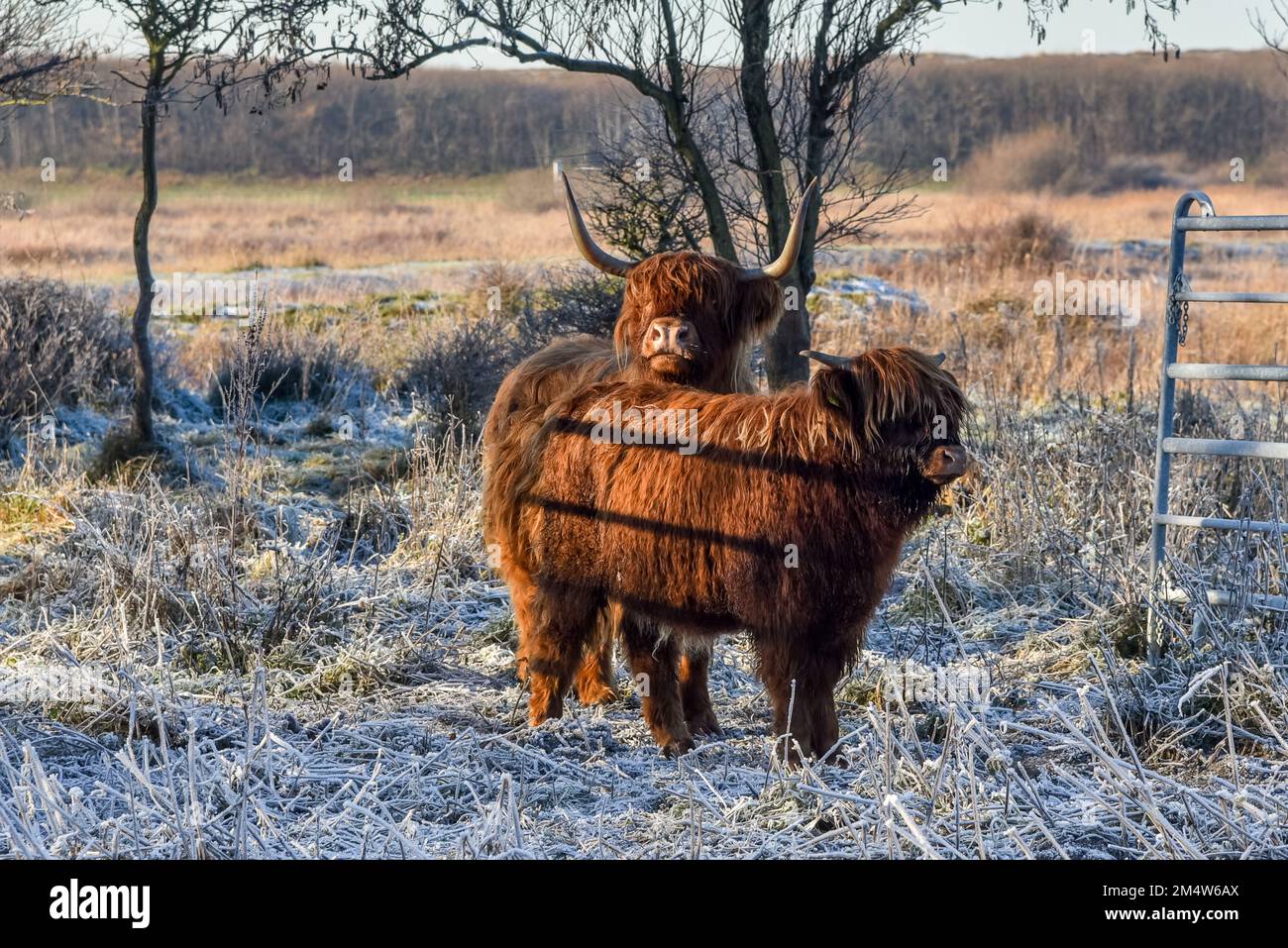 Den Helder, Netherlands. December 2022. Highland cattle in a winter ...