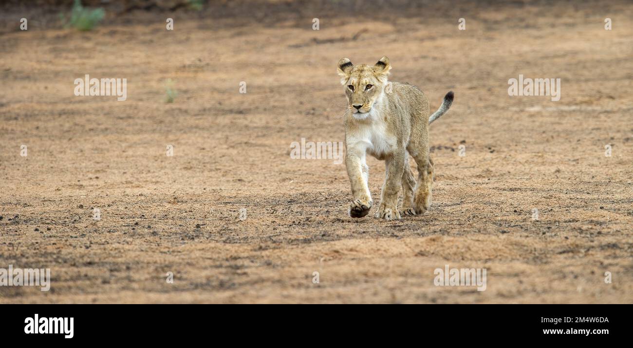 Lion (Panthera leo) Kgalagadi Transfrontier Park, South Africa Stock ...