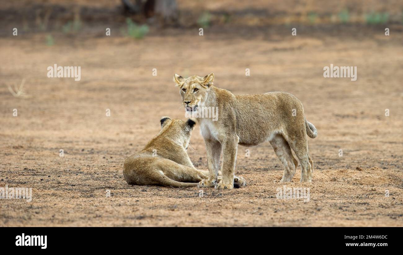 Lion (Panthera leo) Kgalagadi Transfrontier Park, South Africa Stock ...