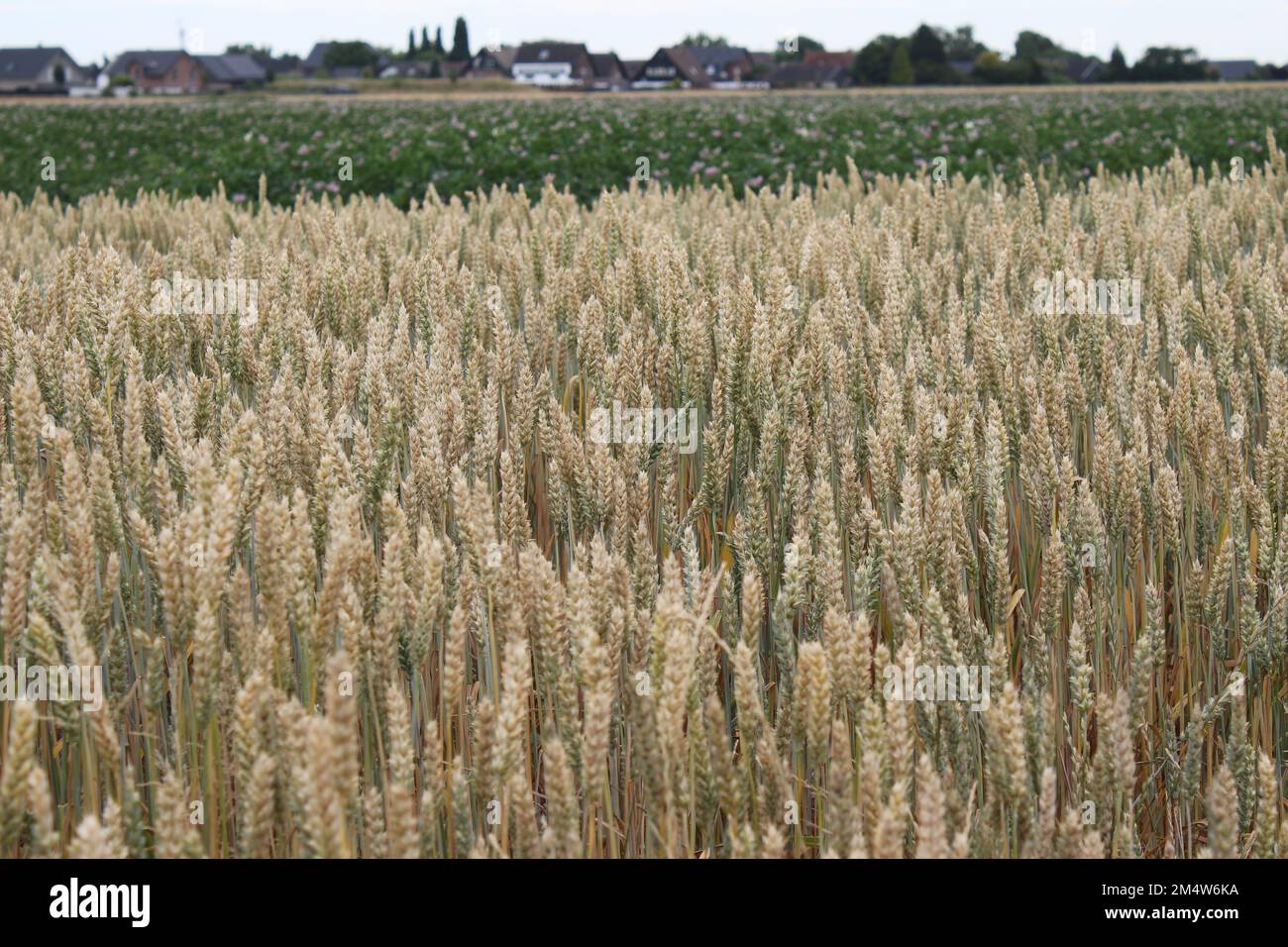 Agricultural field. Natural environment. Summer scenery. Cultivated ...