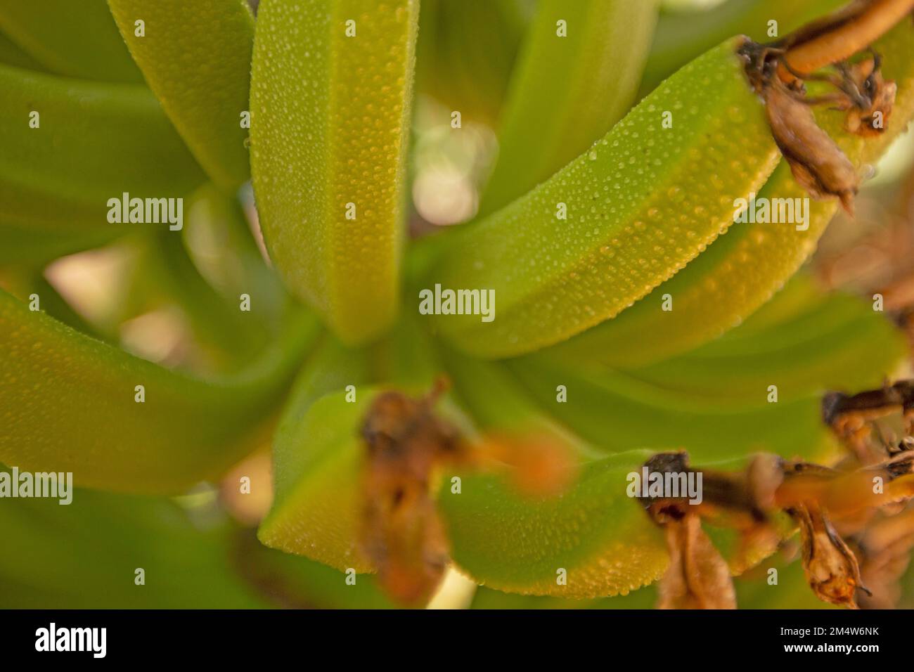 abstract Banana fruit and flower closeup Stock Photo - Alamy