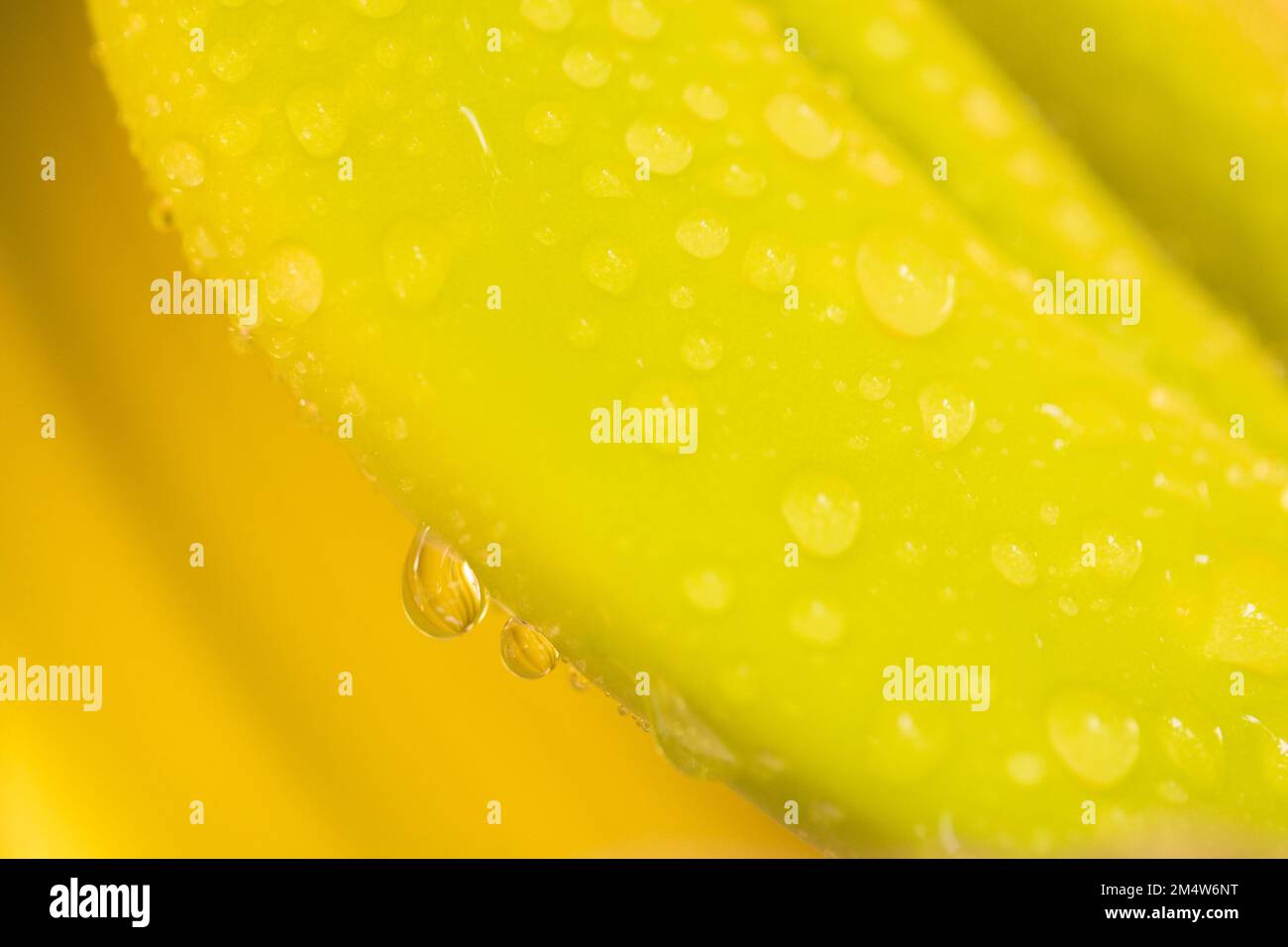 abstract Banana fruit and flower closeup Stock Photo - Alamy
