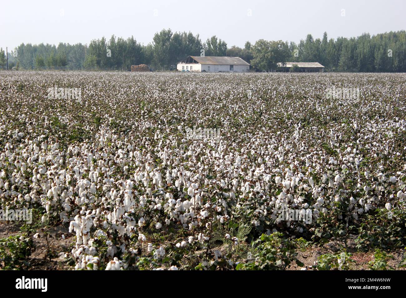Cotton field farm in Uzbekistan Stock Photo - Alamy
