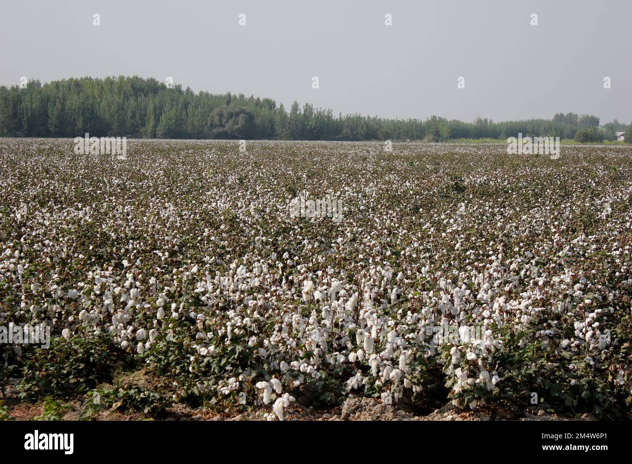 Cotton field farm in Uzbekistan Stock Photo - Alamy