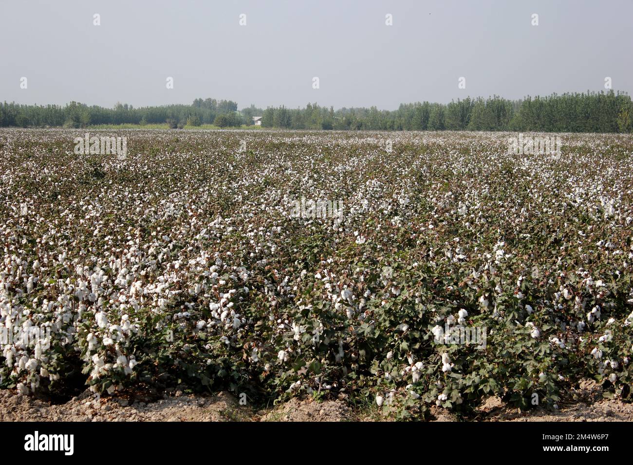 Cotton field farm in Uzbekistan Stock Photo - Alamy
