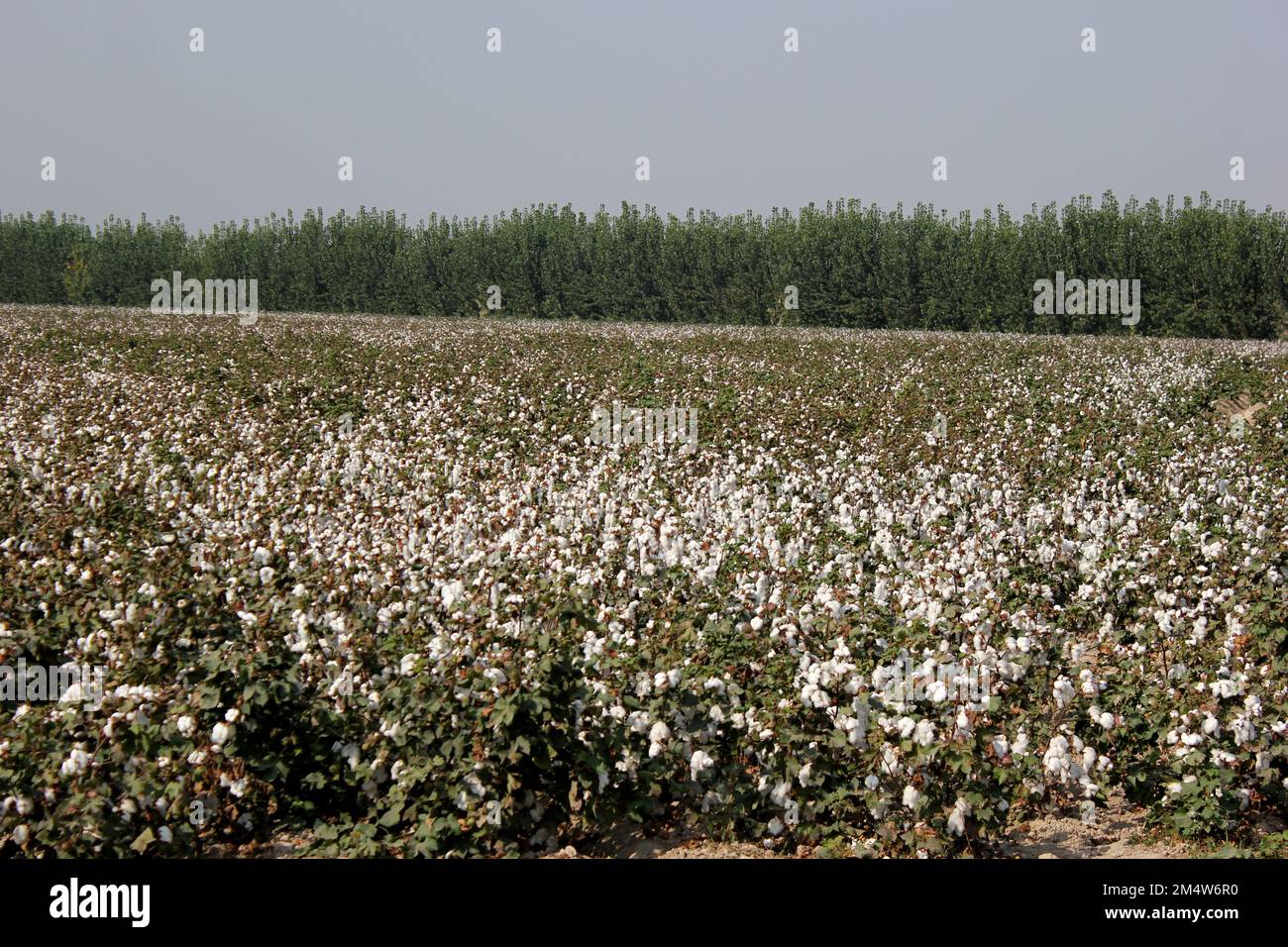 Cotton field farm in Uzbekistan Stock Photo - Alamy