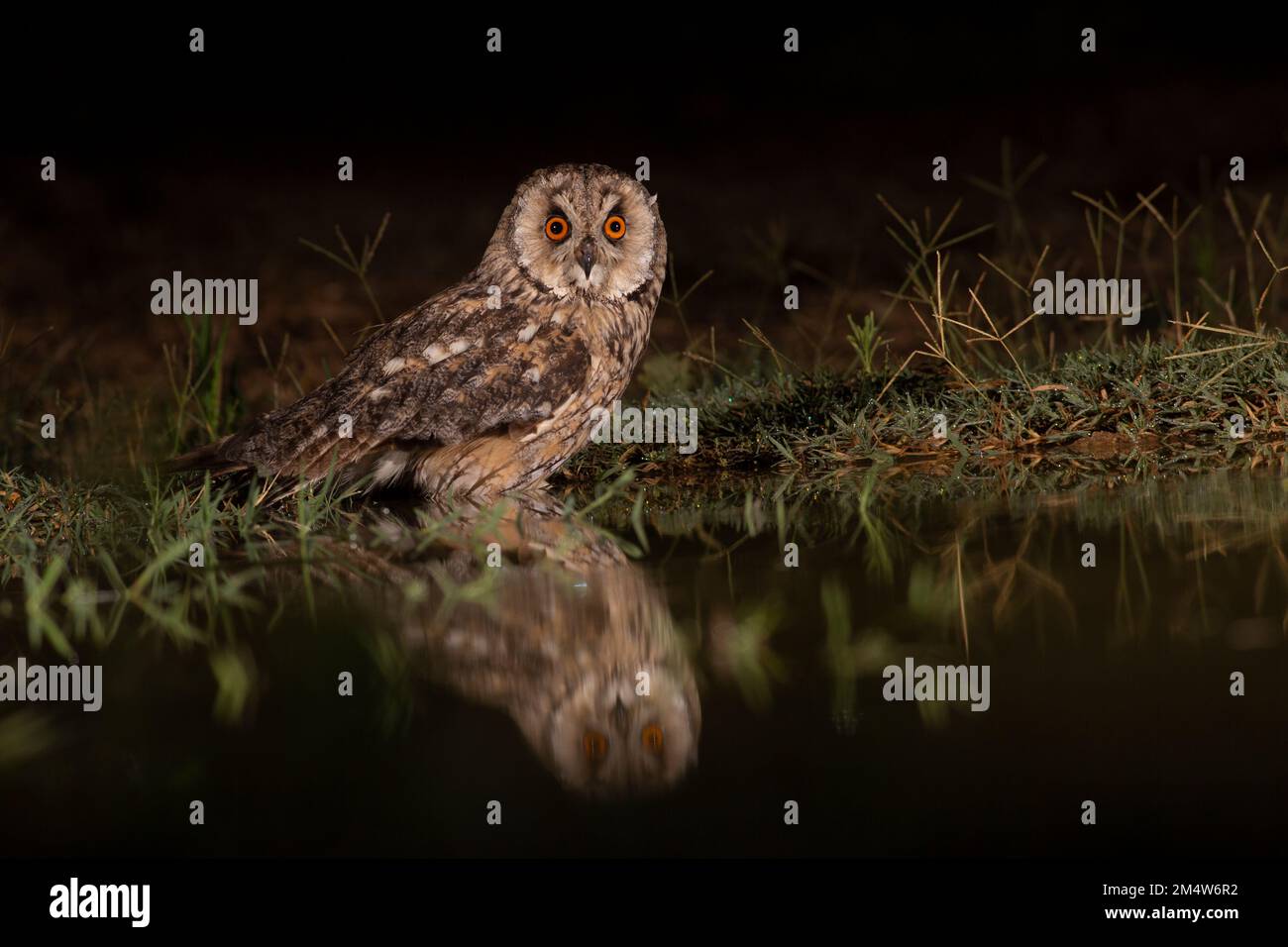 Long-eared Owl (Asio otus) on the ground near water. This owl inhabits ...