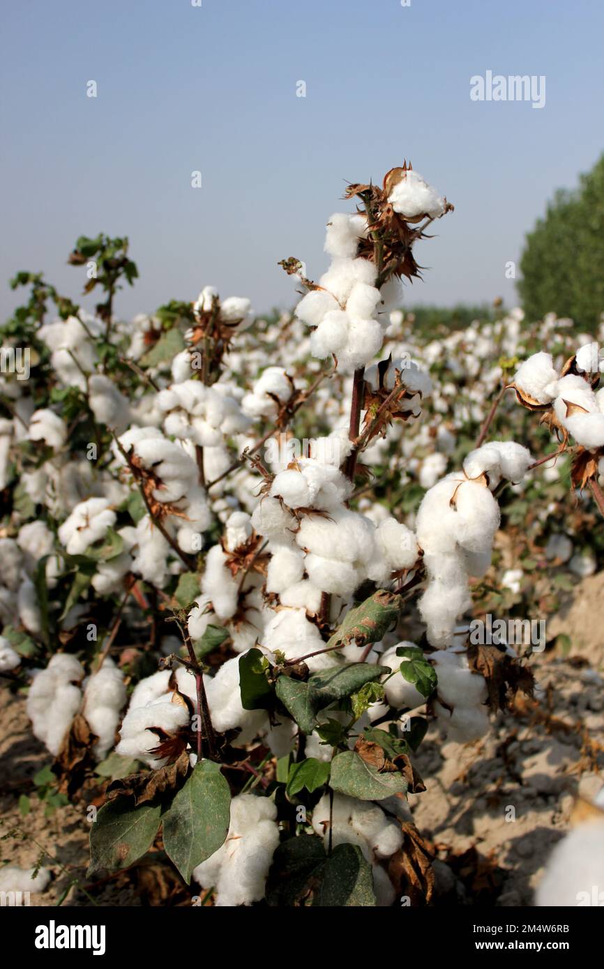 Cotton field farm in Uzbekistan Stock Photo - Alamy