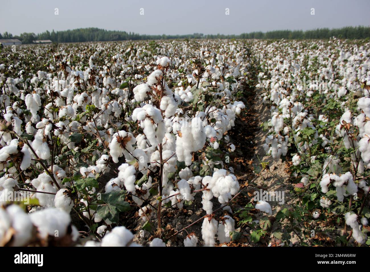Cotton field farm in Uzbekistan Stock Photo - Alamy