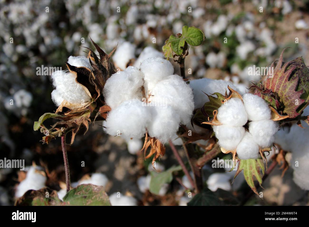 Cotton field farm in Uzbekistan Stock Photo - Alamy