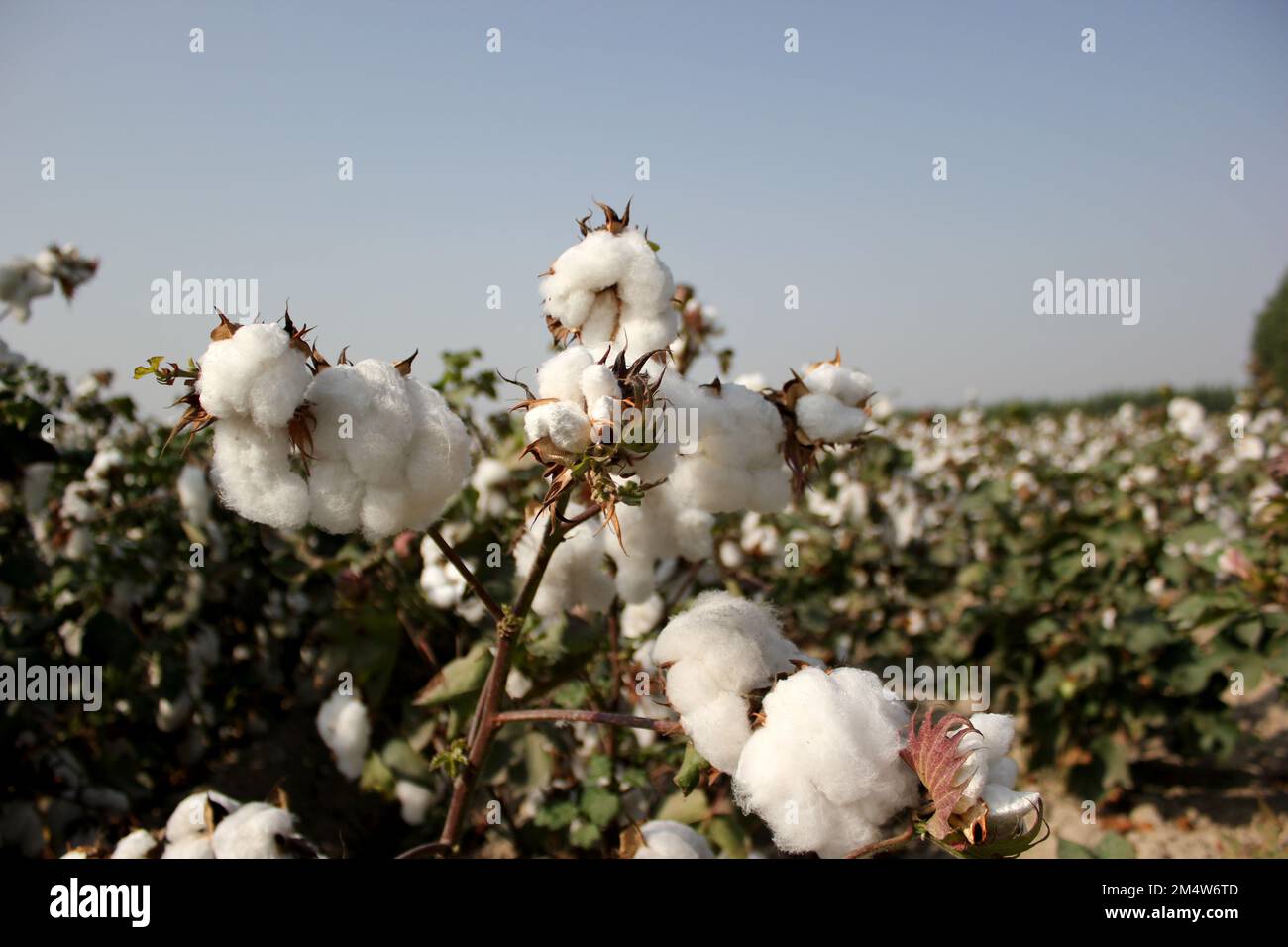Cotton field farm in Uzbekistan Stock Photo - Alamy
