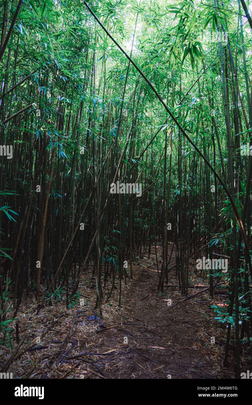hiking tour in a rain forest forest on O'ahu Island, Hawaii Stock Photo ...
