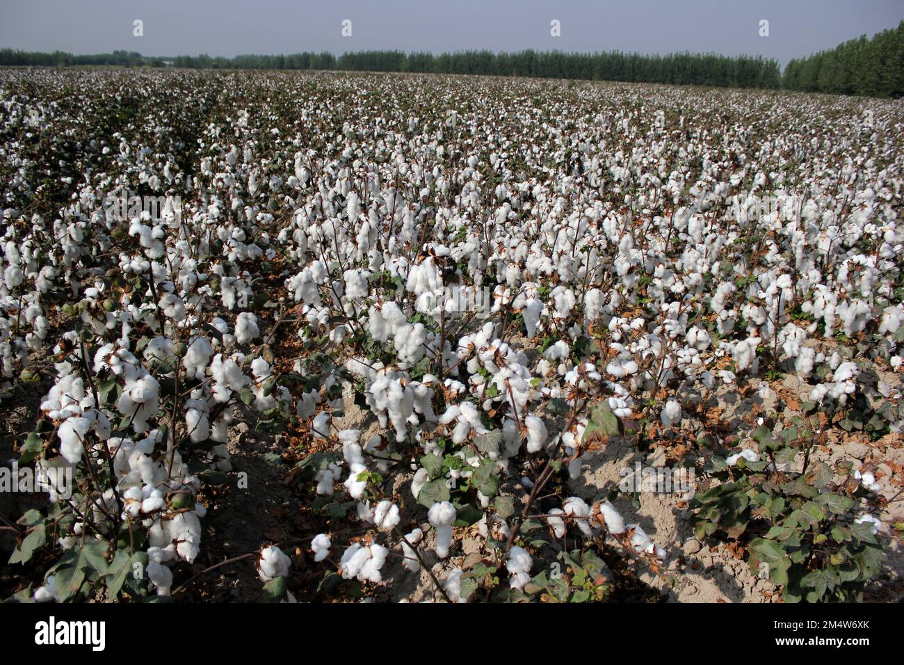 Cotton field farm in Uzbekistan Stock Photo - Alamy