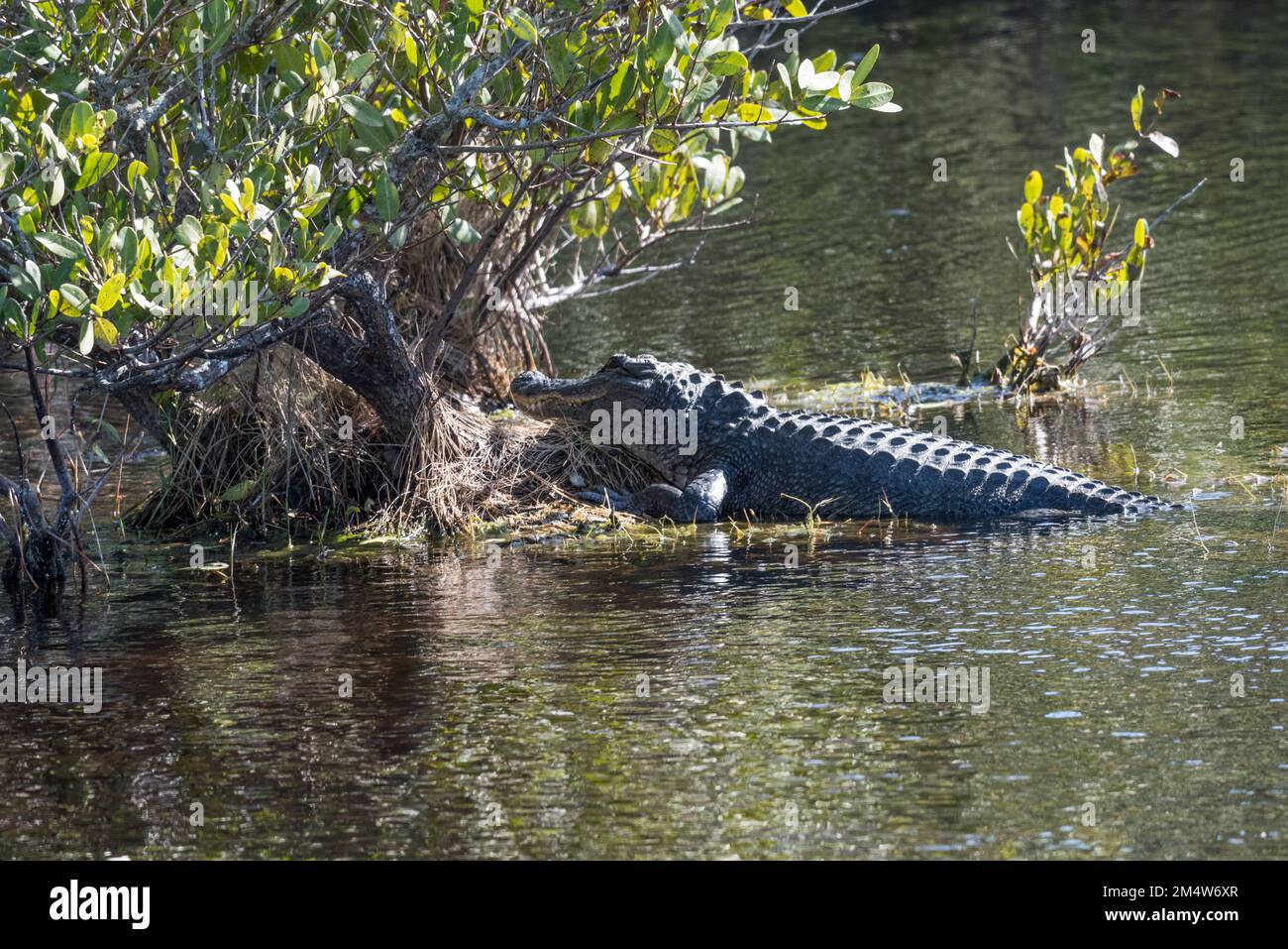 The American alligator near the trees in the river Stock Photo - Alamy
