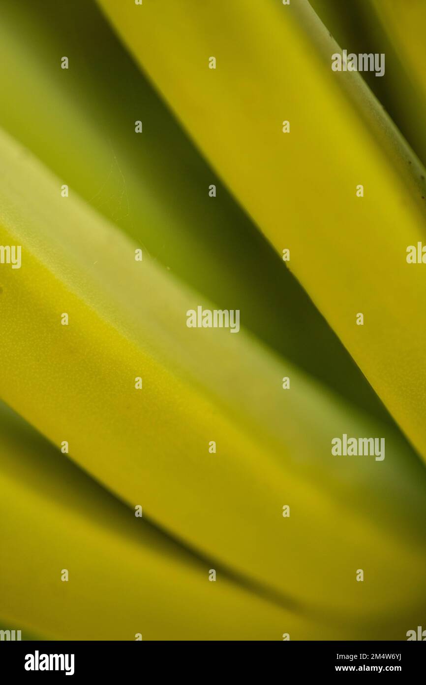 abstract Banana fruit and flower closeup Stock Photo - Alamy