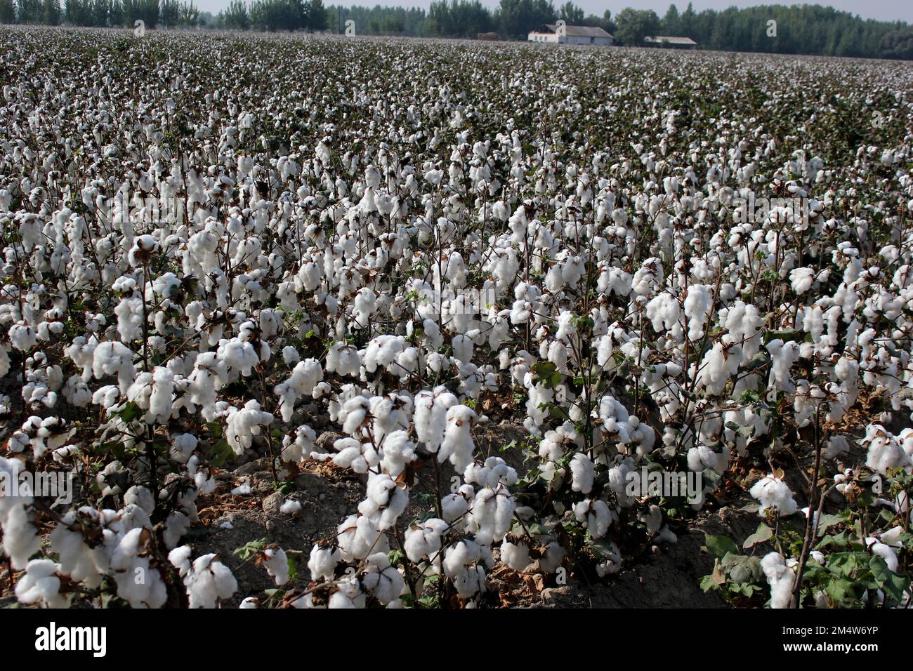 Cotton field farm in Uzbekistan Stock Photo - Alamy
