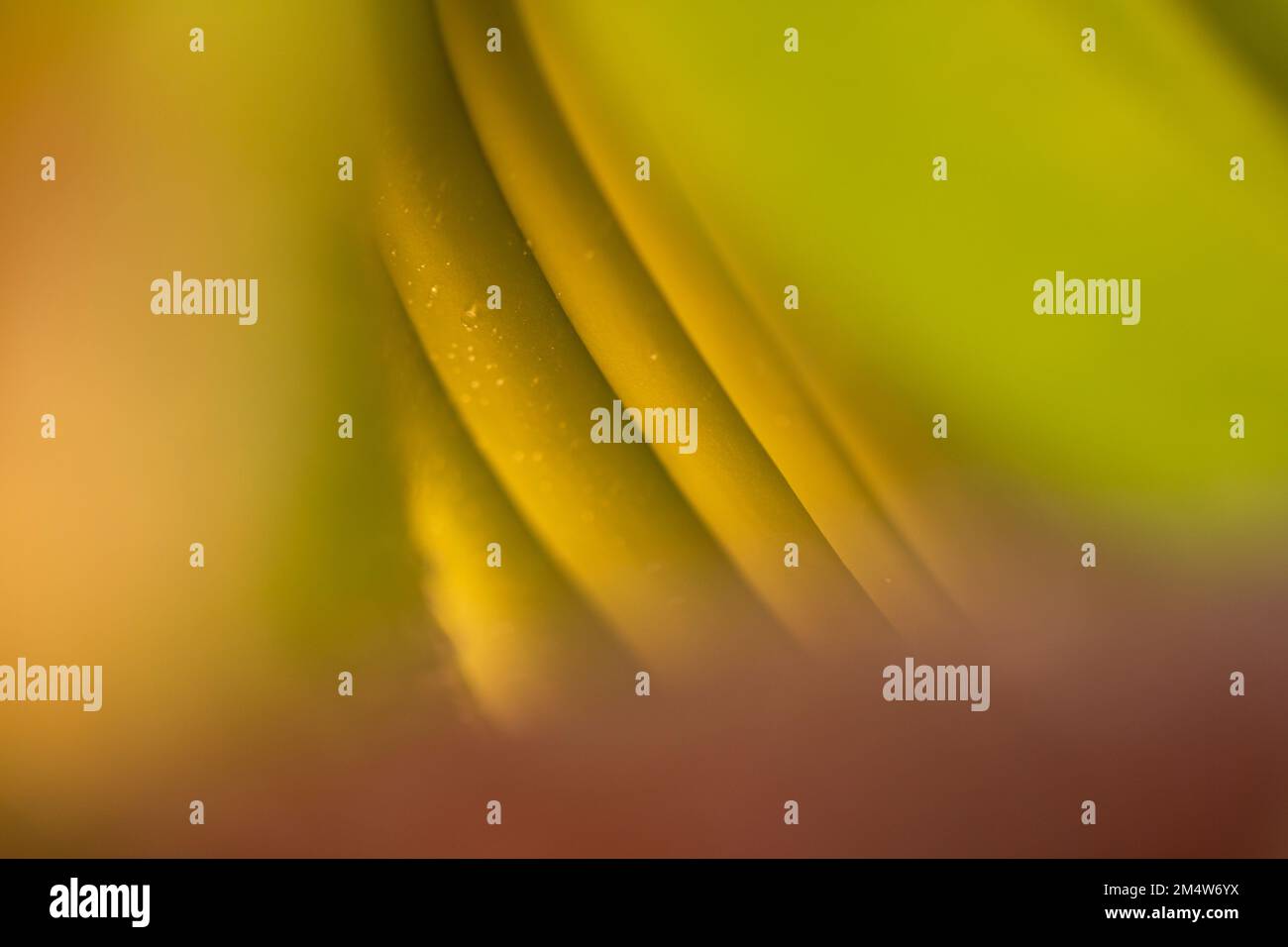 abstract Banana fruit and flower closeup Stock Photo - Alamy