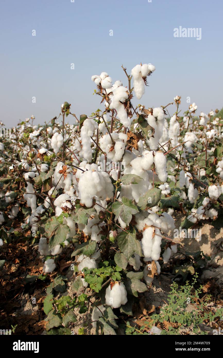 Cotton field farm in Uzbekistan Stock Photo - Alamy
