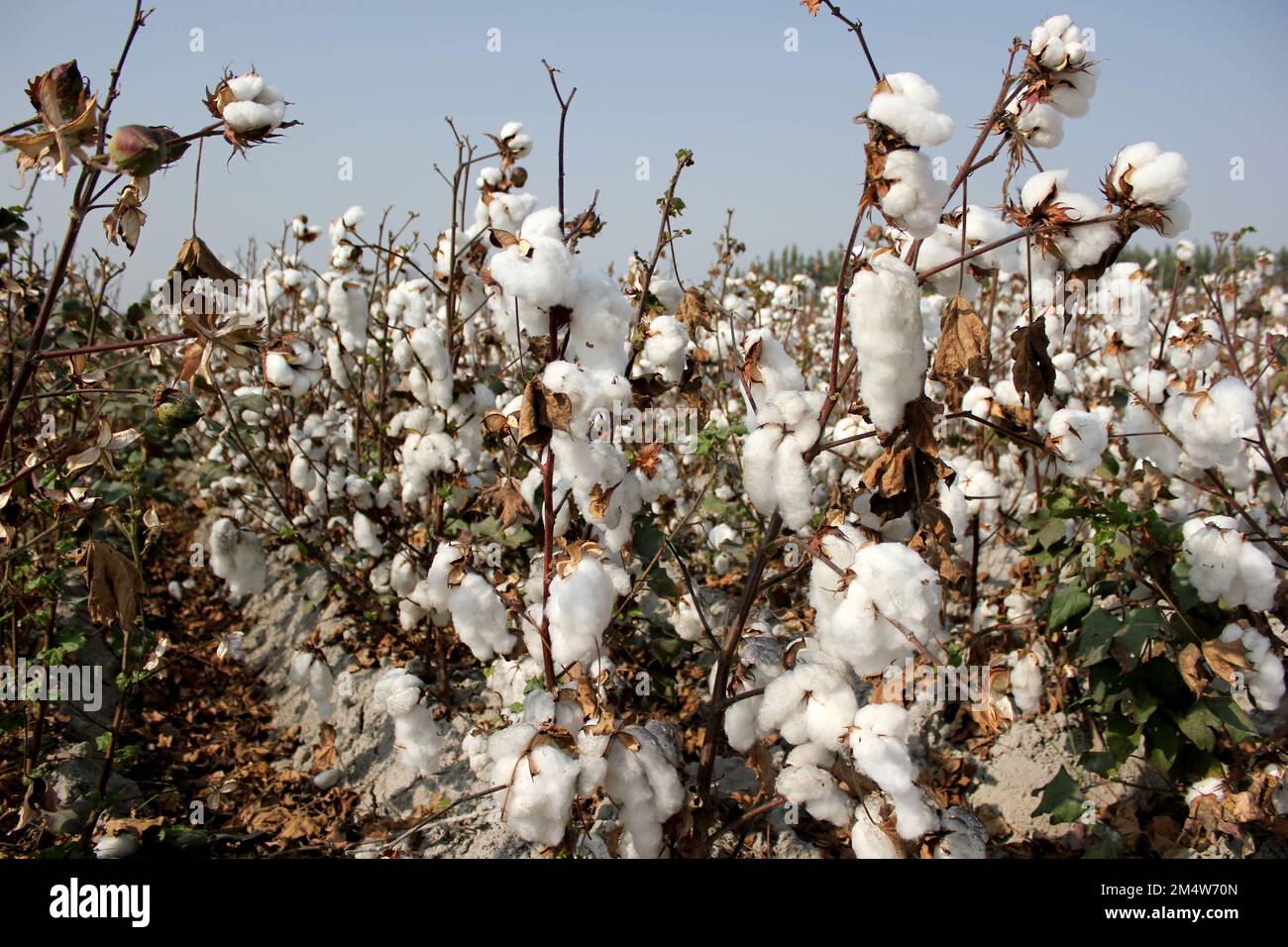 Cotton field farm in Uzbekistan Stock Photo - Alamy