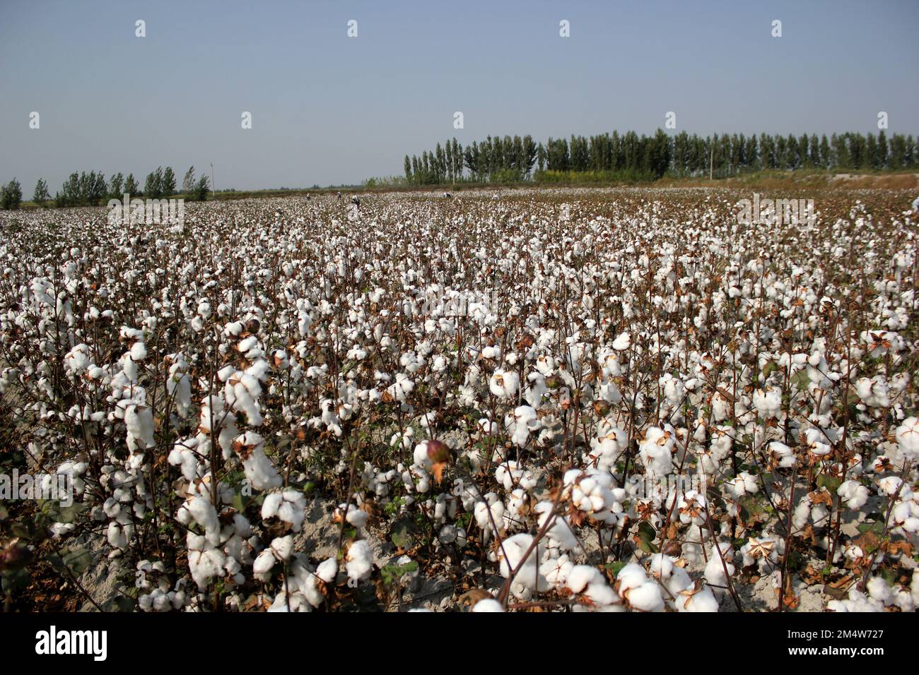 Cotton field farm in Uzbekistan Stock Photo - Alamy
