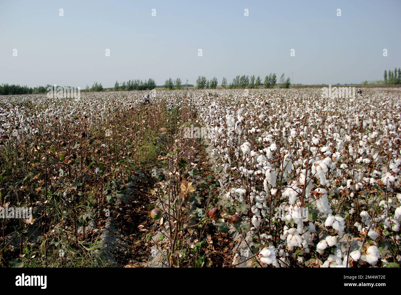 Cotton field farm in Uzbekistan Stock Photo - Alamy