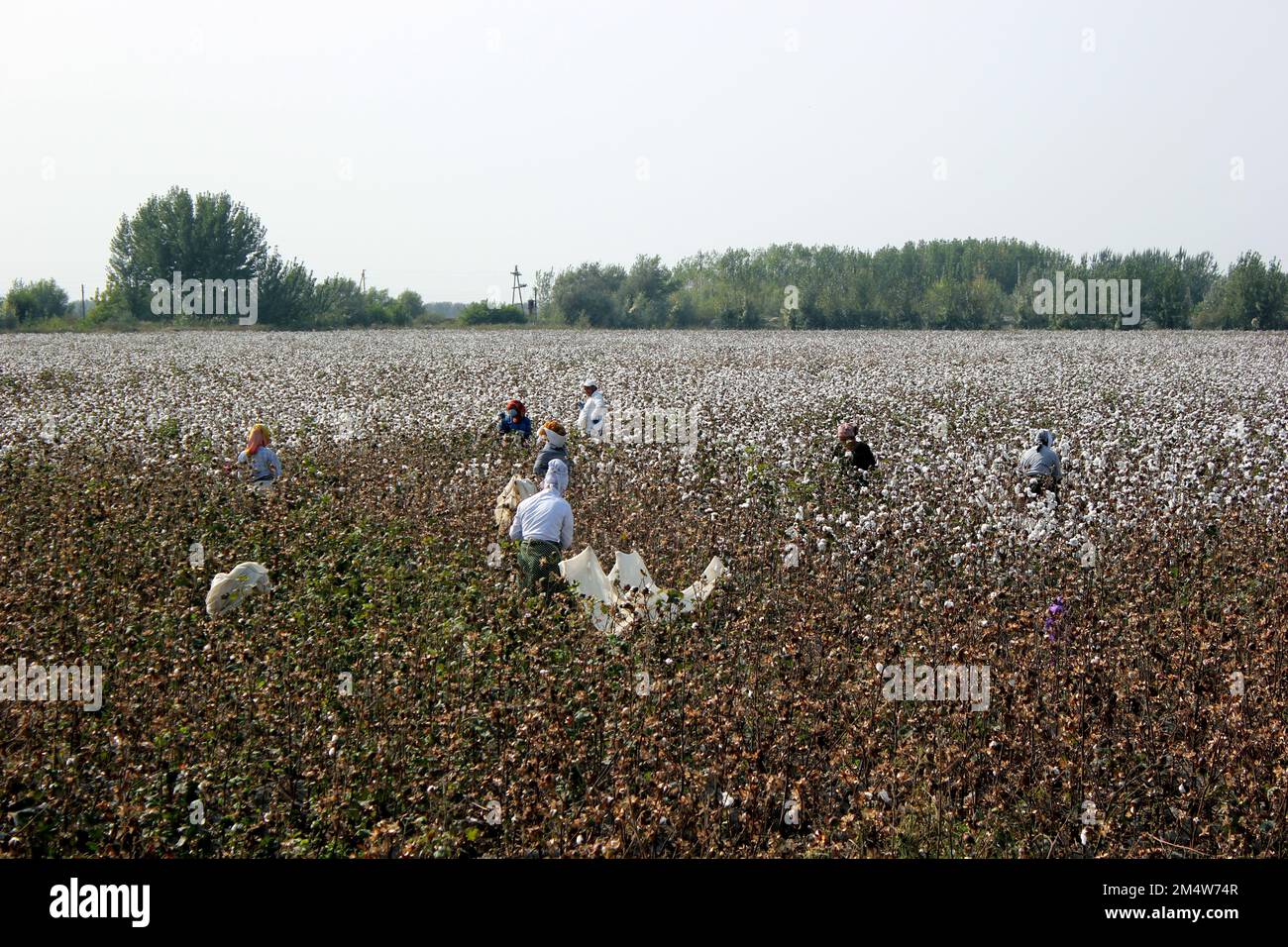 Cotton field farm in Uzbekistan Stock Photo - Alamy