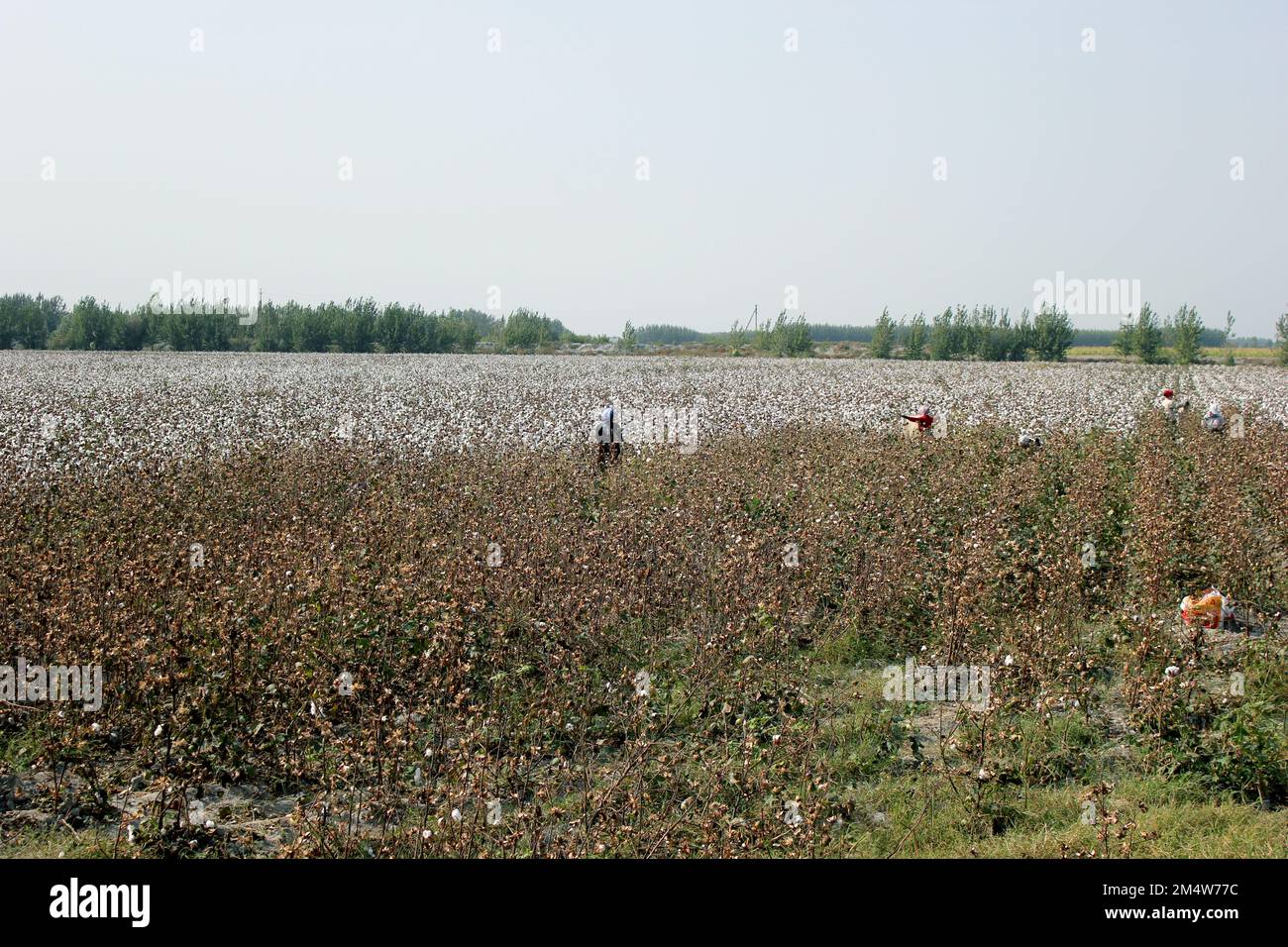 Cotton field farm in Uzbekistan Stock Photo - Alamy