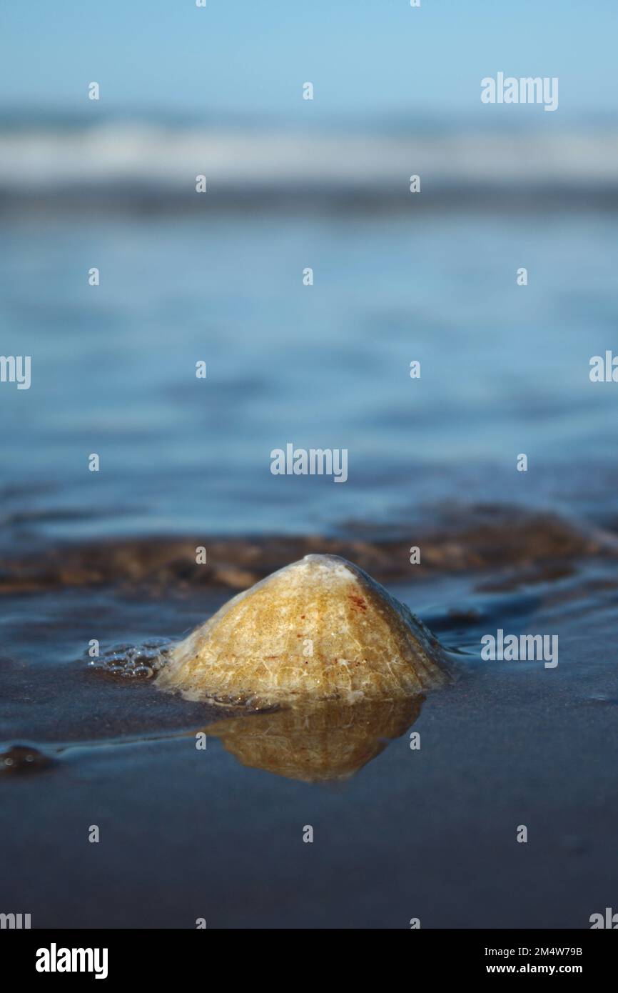 Limpet shell on a sandy beach with an incoming tide and clear ...