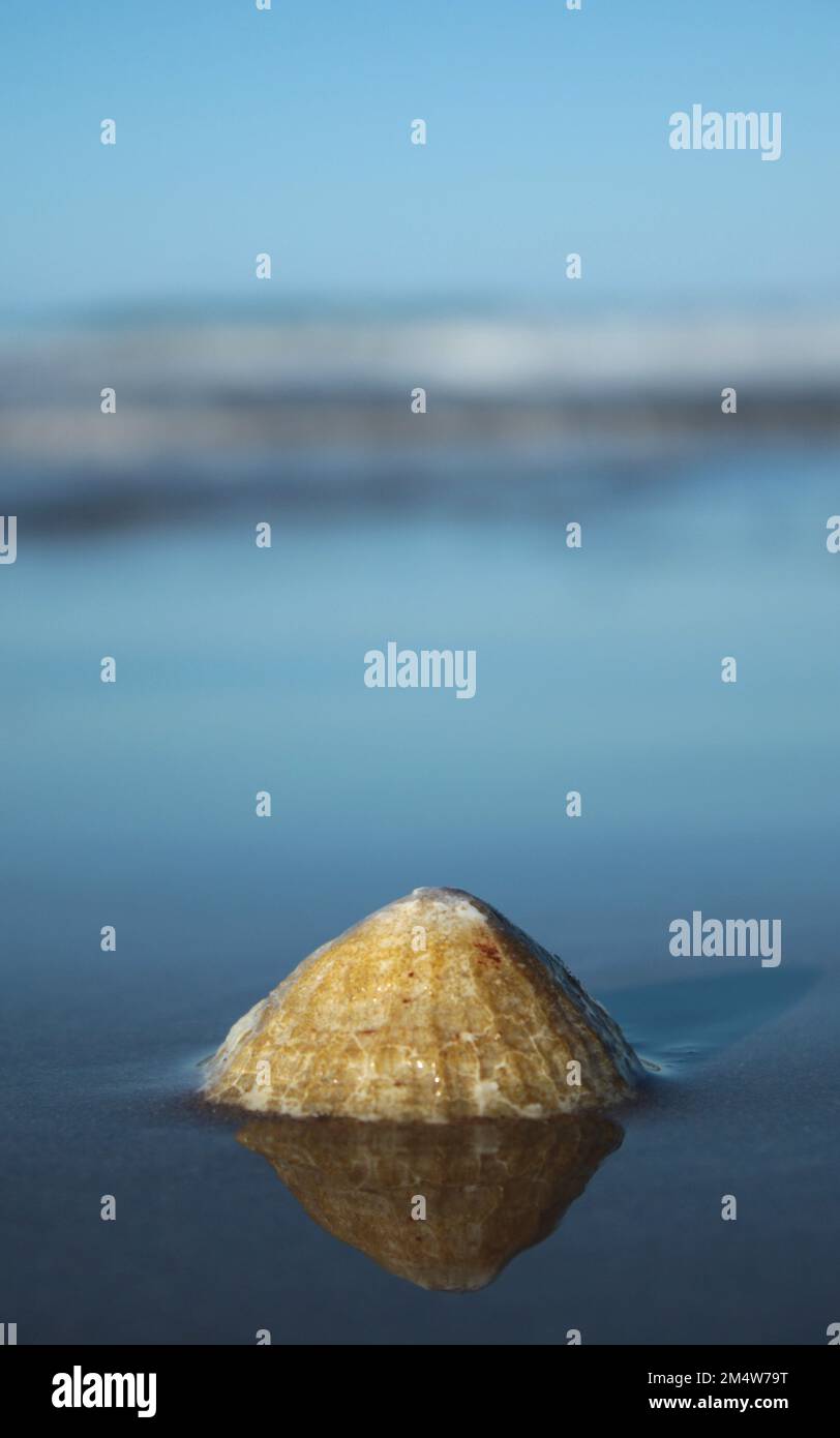Limpet shell on a sandy beach with an incoming tide and clear ...