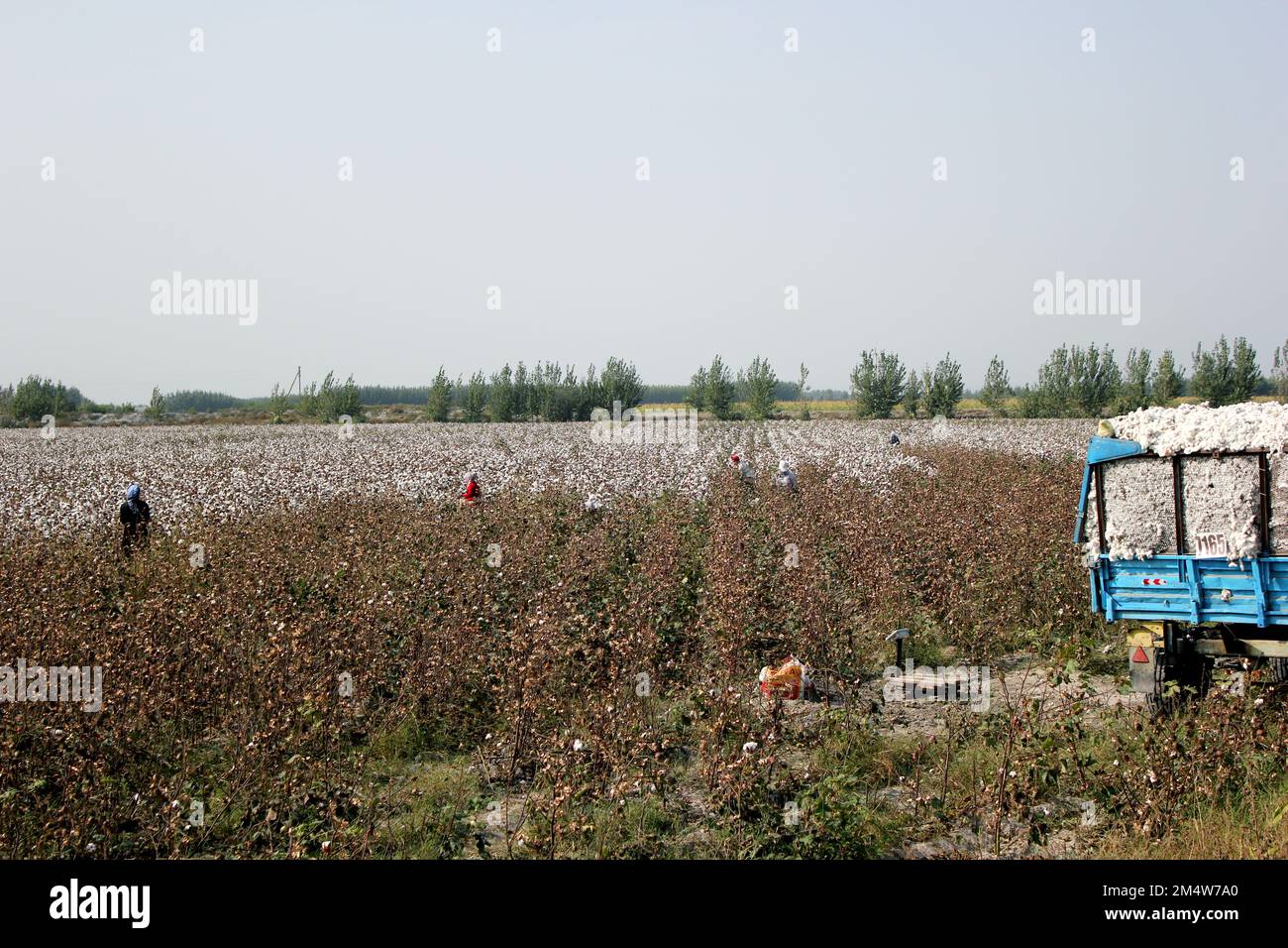 Cotton field farm in Uzbekistan Stock Photo - Alamy
