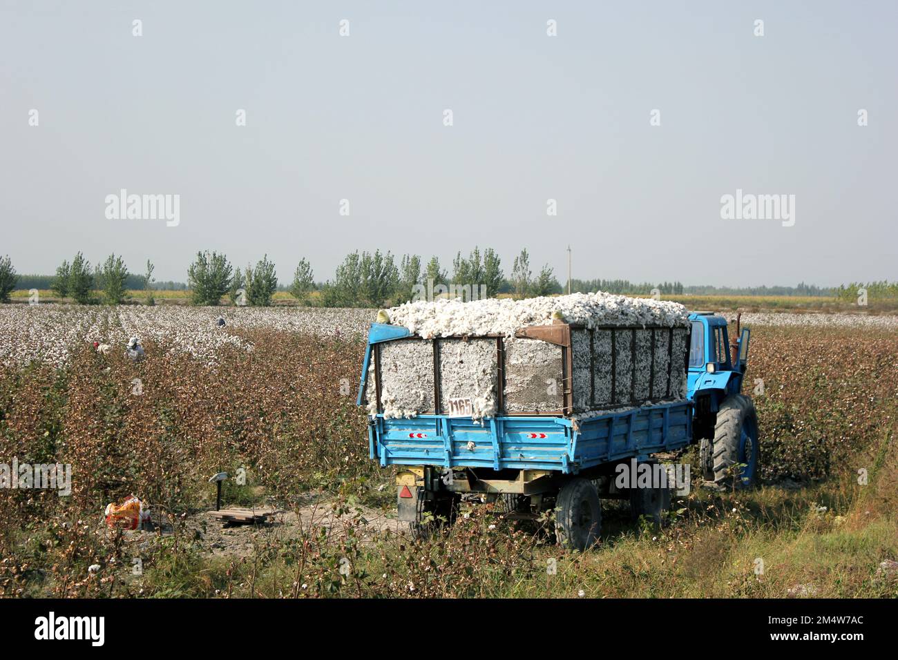 Cotton field farm in Uzbekistan Stock Photo - Alamy
