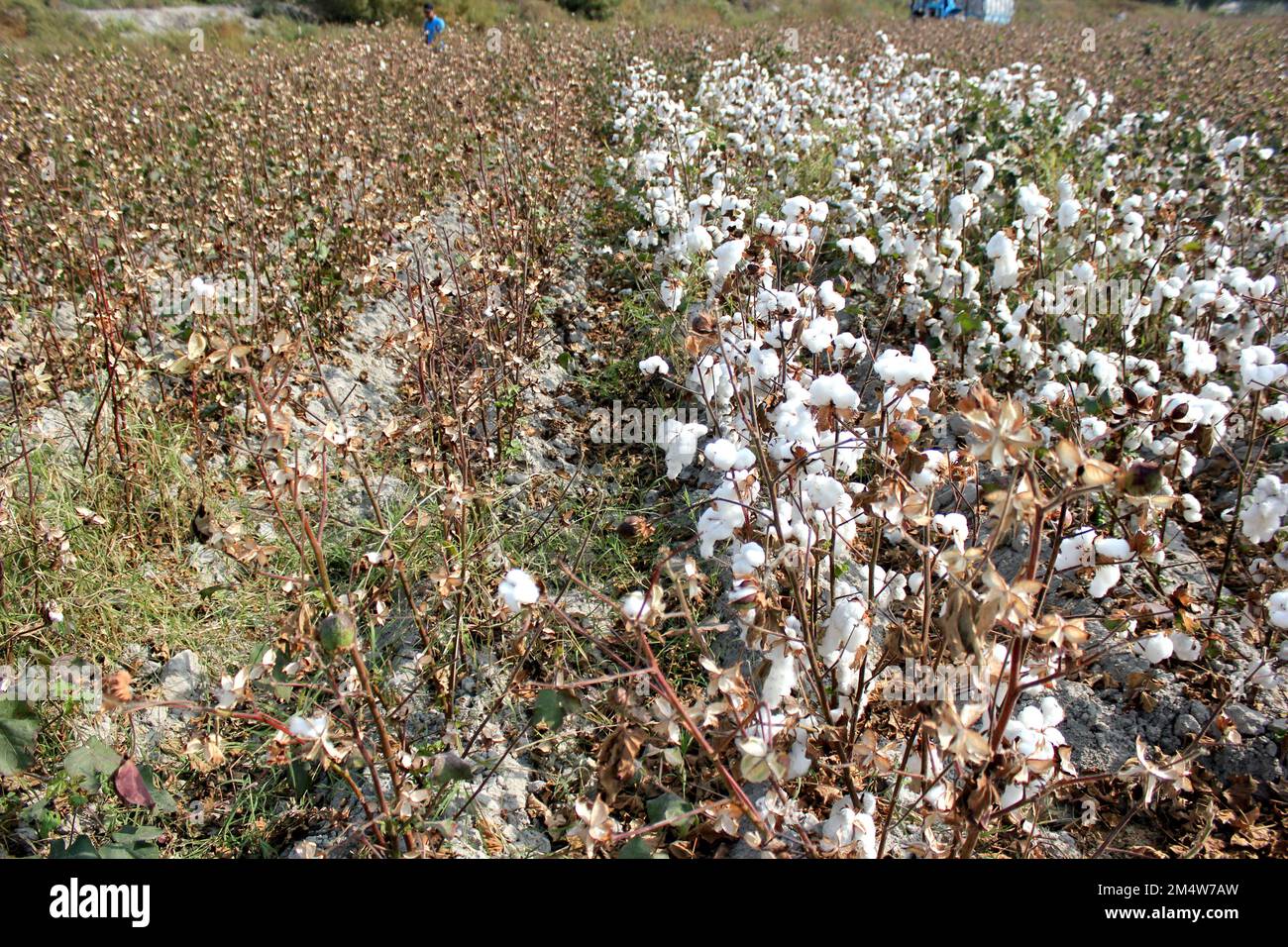 Cotton field farm in Uzbekistan Stock Photo - Alamy