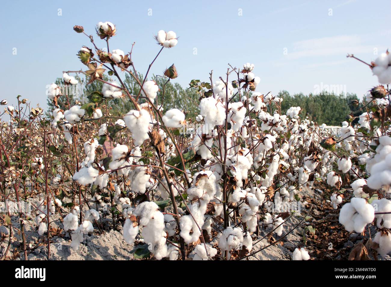 Cotton field farm in Uzbekistan Stock Photo - Alamy