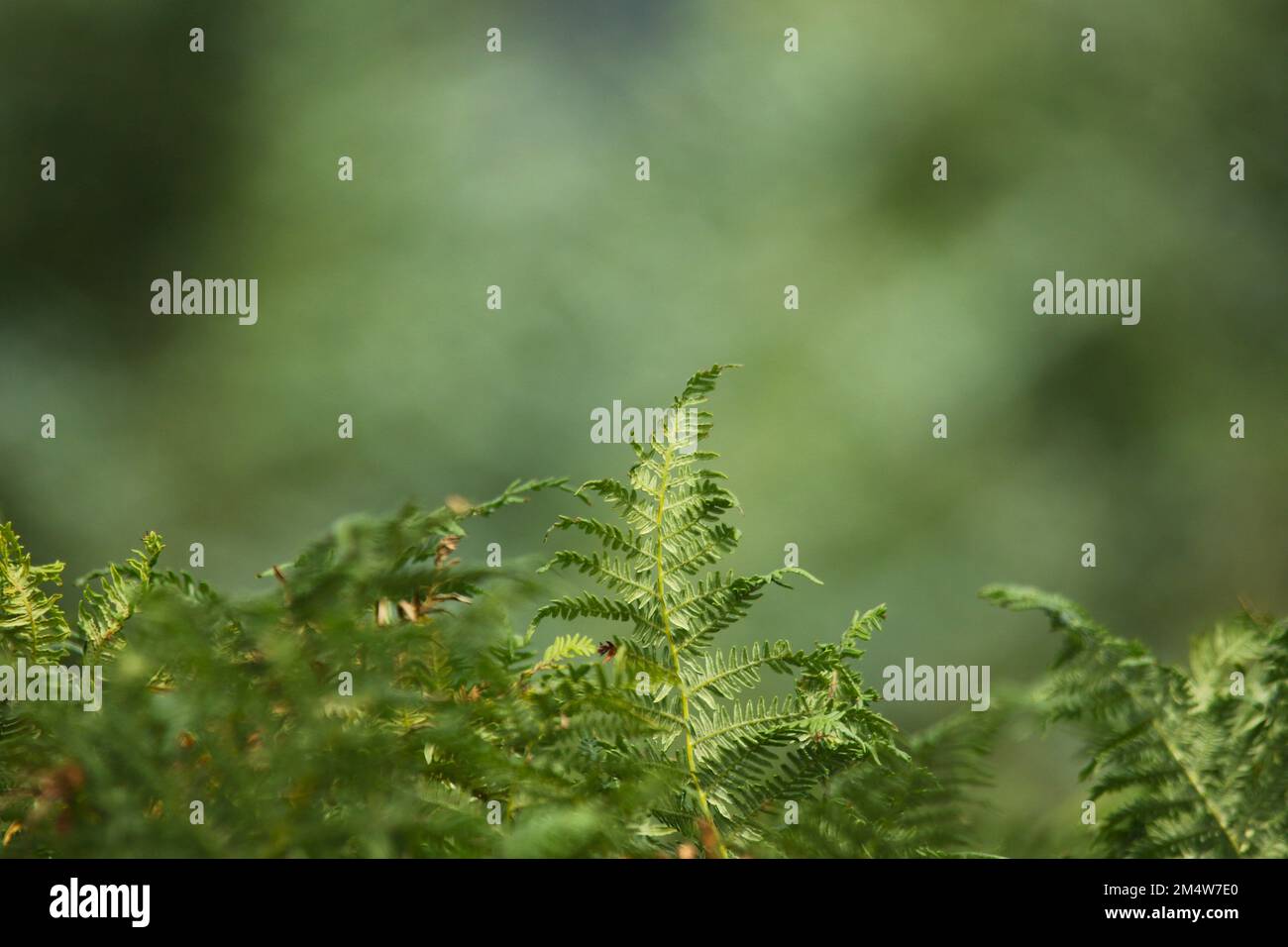 Dark green ferns in a forest with a mottled green background Stock ...