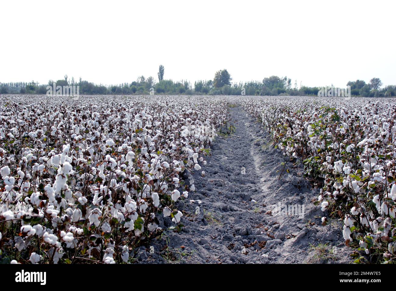 Cotton field farm in Uzbekistan Stock Photo - Alamy