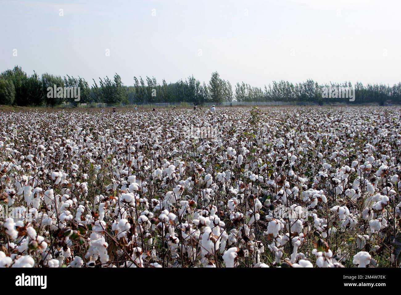 Cotton field farm in Uzbekistan Stock Photo - Alamy